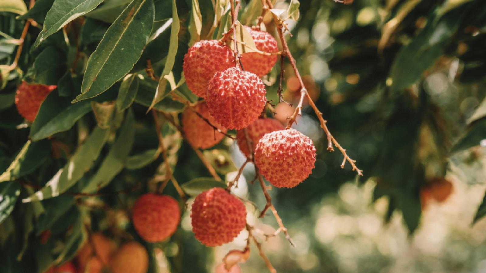Lychee is a summer superfruit! Know its nutritional value, benefits and ...