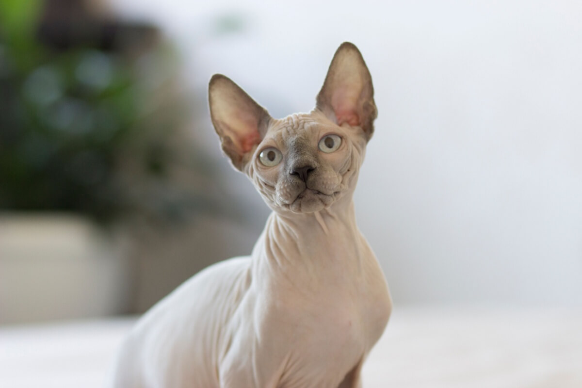 6 cat breeds without – Healthy Life Start