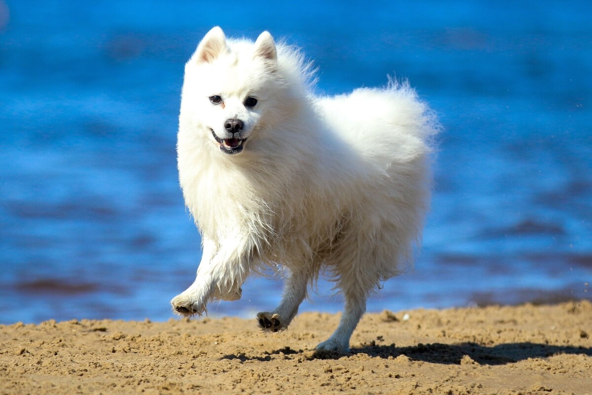 4 Characteristics of the Japanese Spitz dog – Healthy Life Start