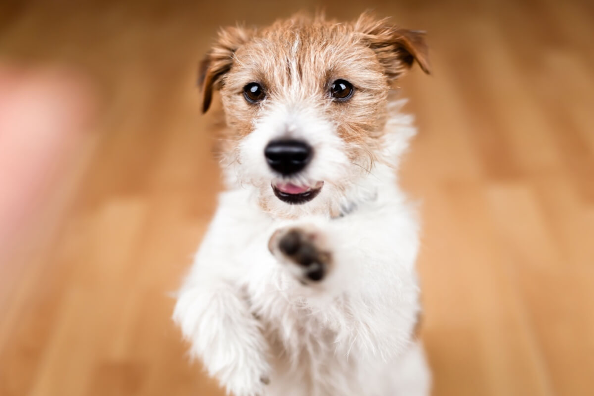 See care to be taken with dogs without defined breed – Healthy Life Start