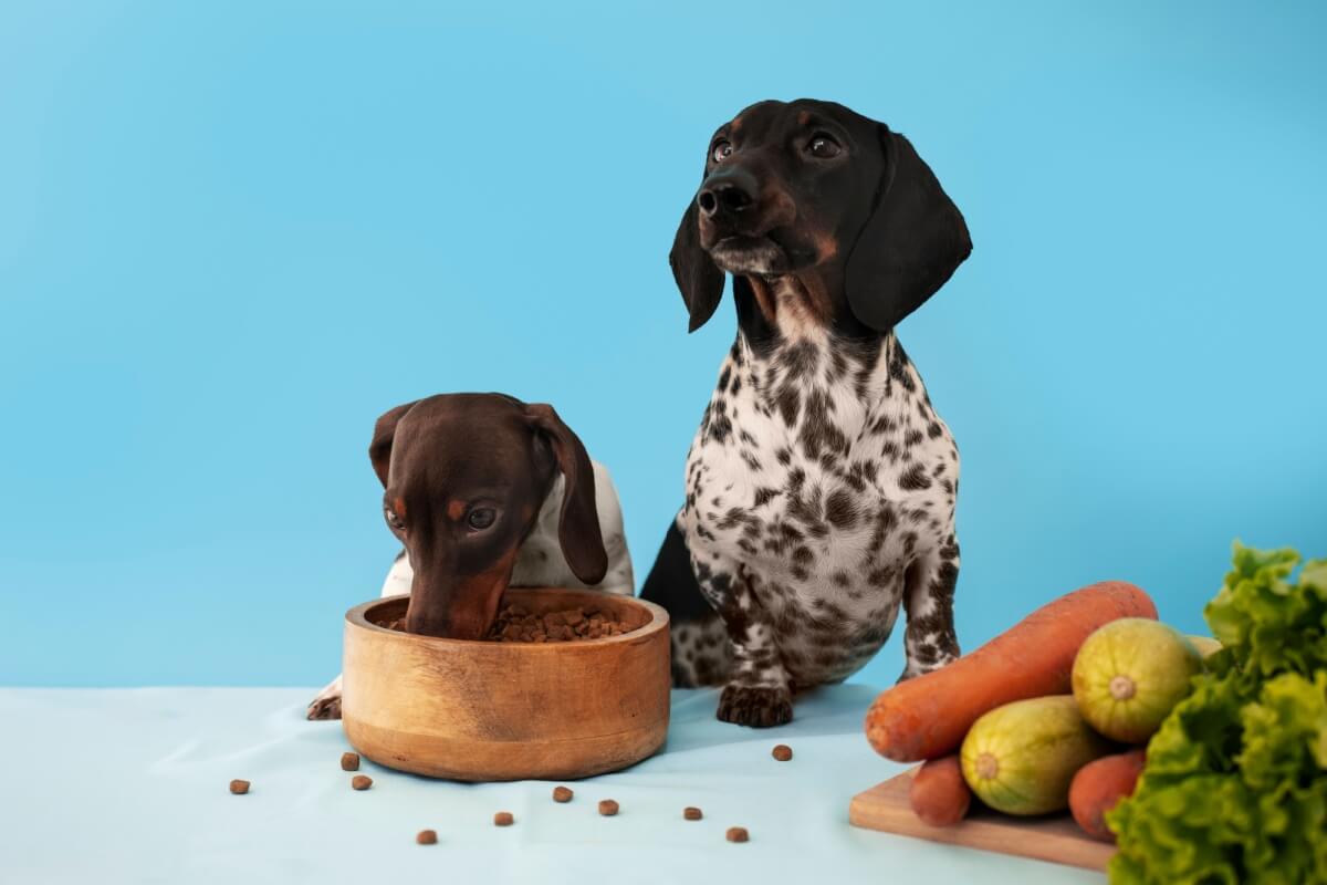 4 Curiosities about the taste of dogs – Healthy Life Start