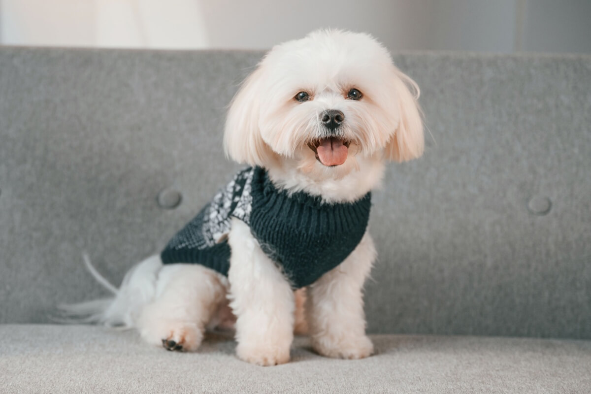7 puppy -looking dog breeds – Healthy Life Start