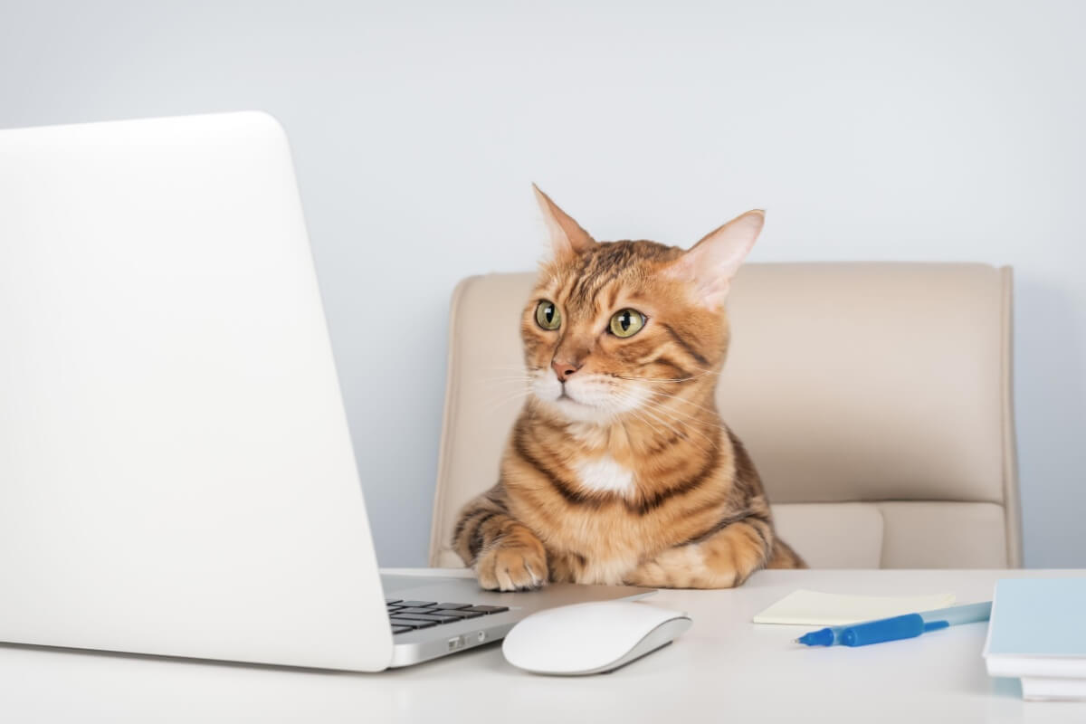 8 perfect names for curious cats – Healthy Life Start