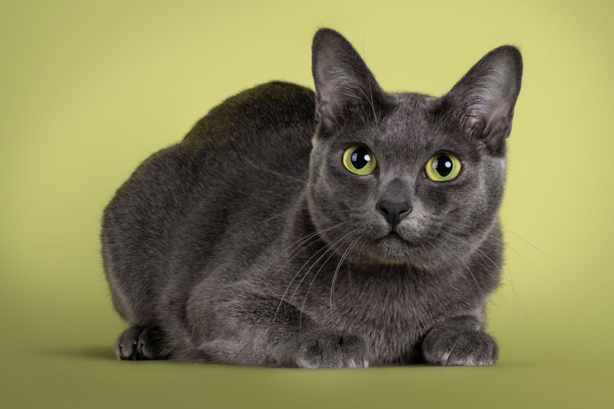 4 characteristics of the korat breed cat – Healthy Life Start