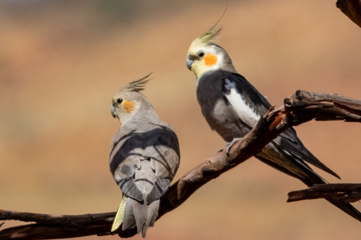 8 interesting facts about cockatiels – Healthy Life Start