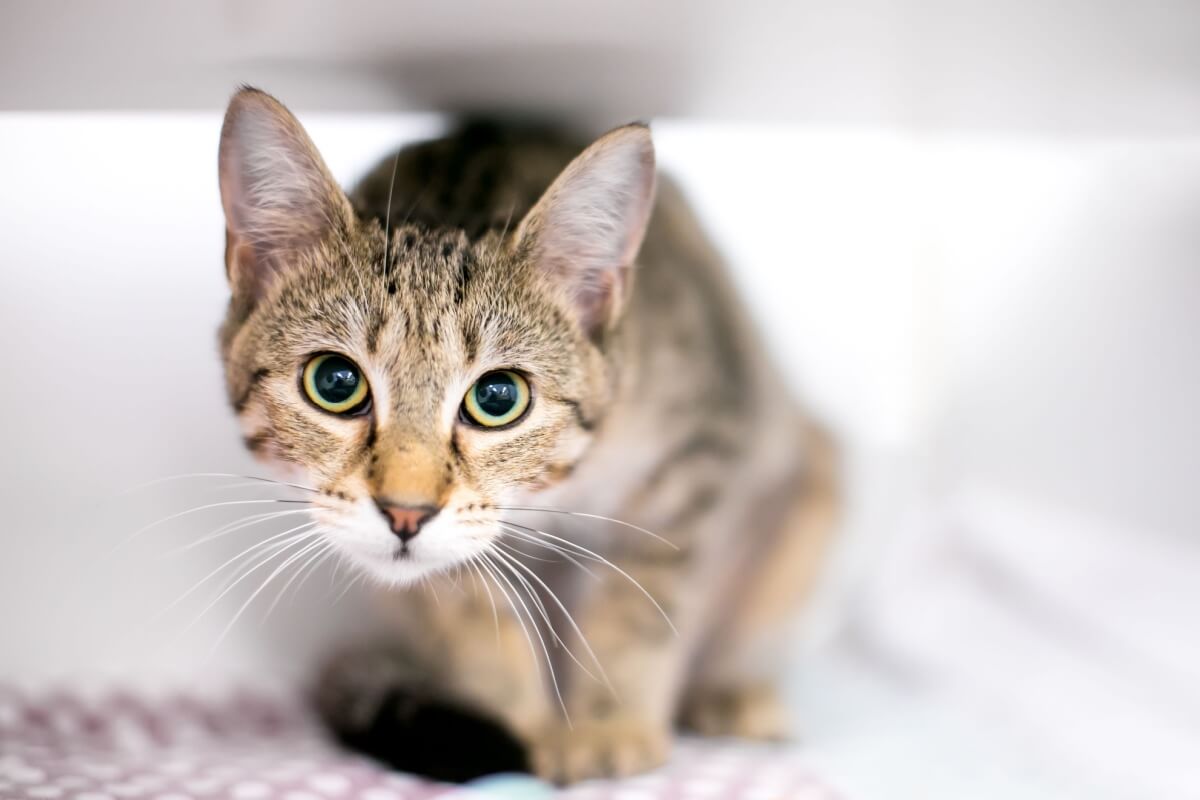 Is your cat shy? 10 perfect names to match him – Healthy Life Start