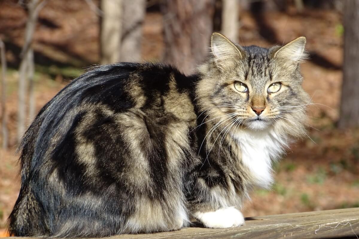 American cats: 7 breeds originating in the United States – Healthy Life ...