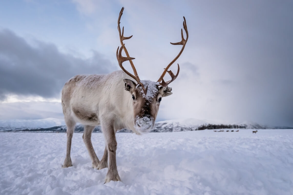 Christmas symbol: 7 incredible facts about reindeer – Healthy Life Start
