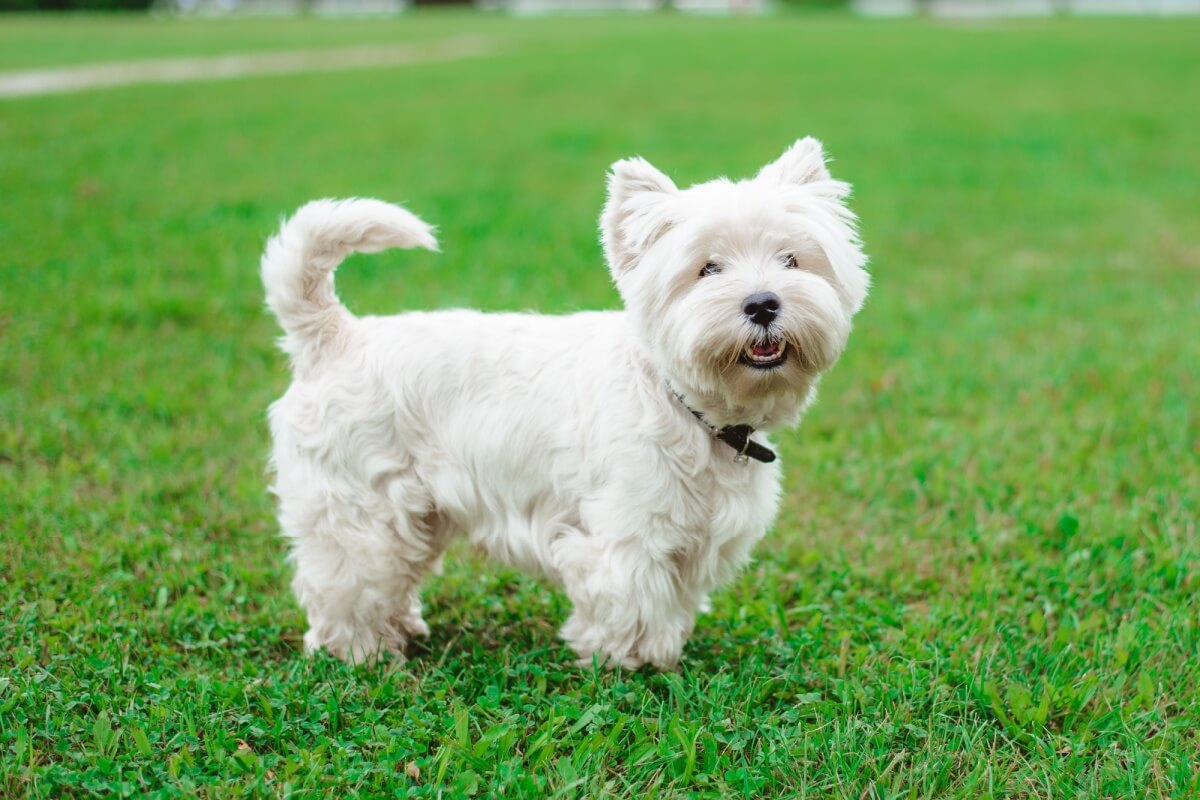 Dose of cuteness: 7 small and white dog breeds – Healthy Life Start