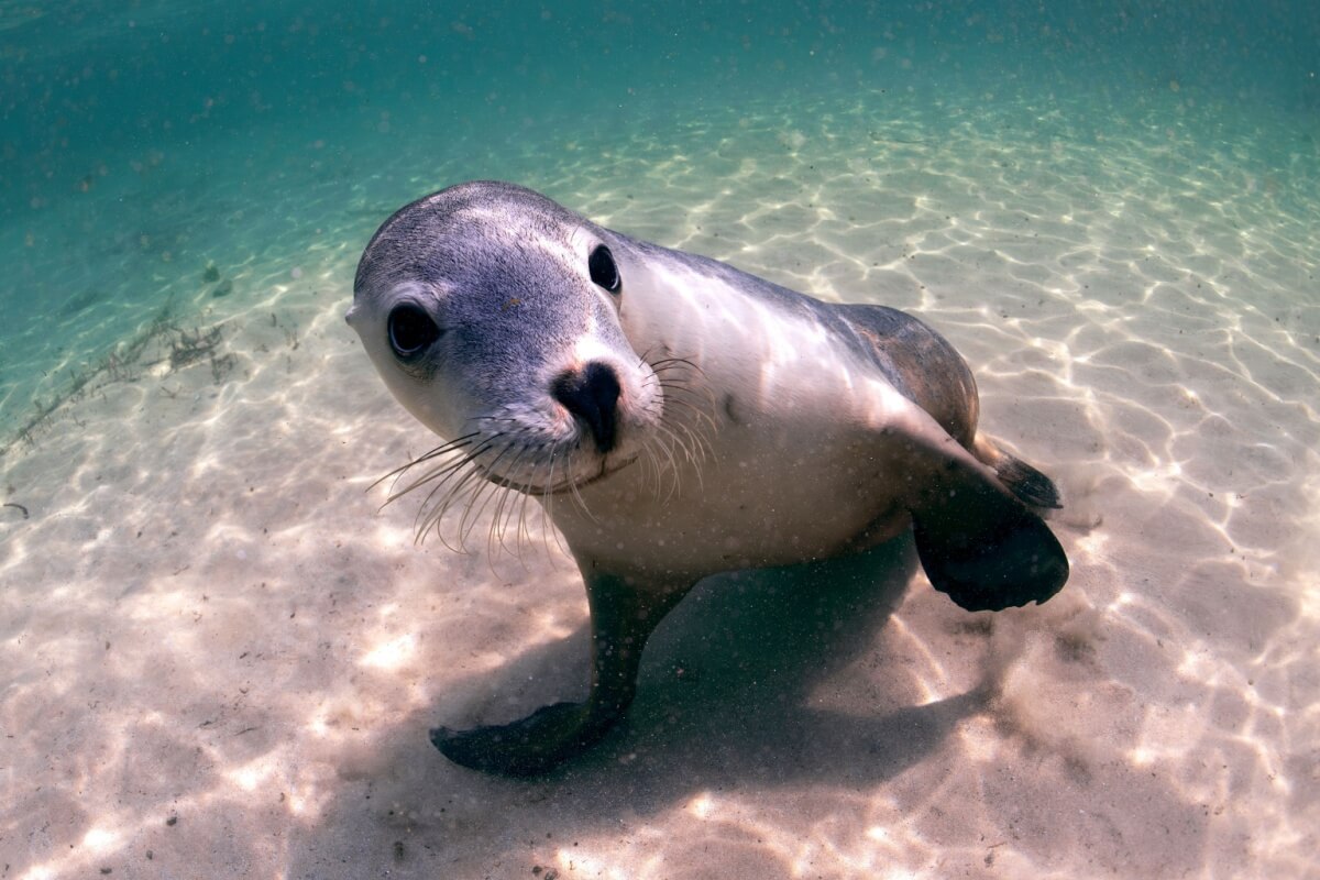 6 fascinating facts about the sea lion – Healthy Life Start