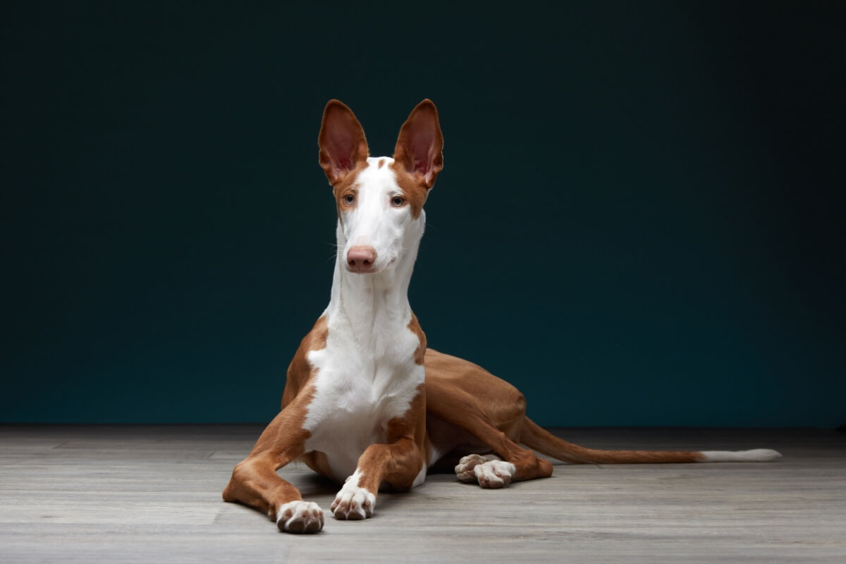 Spanish dogs: 5 breeds originating in Spain – Healthy Life Start