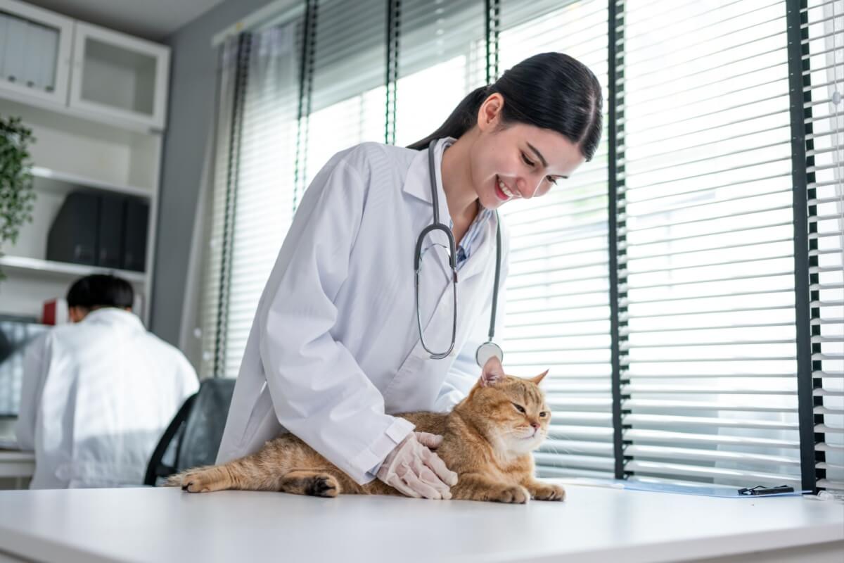 FIV and FELV in cats: know the symptoms and forms of transmission ...