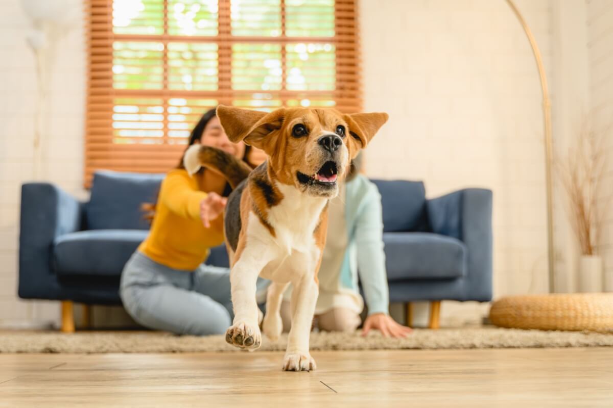 7 signs that your dog may have ADHD – Healthy Life Start