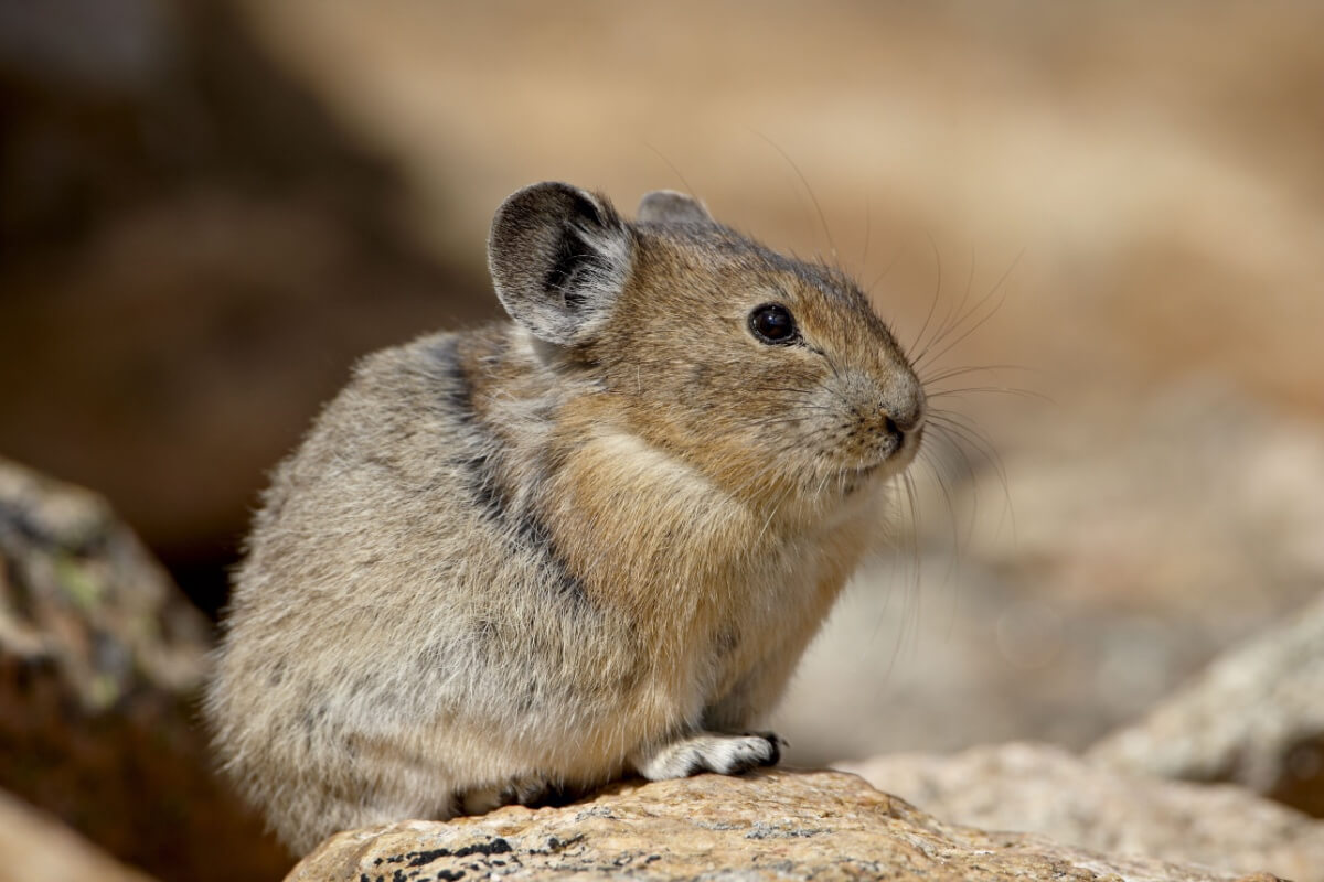 Pika: 7 interesting facts about this small mammal – Healthy Life Start